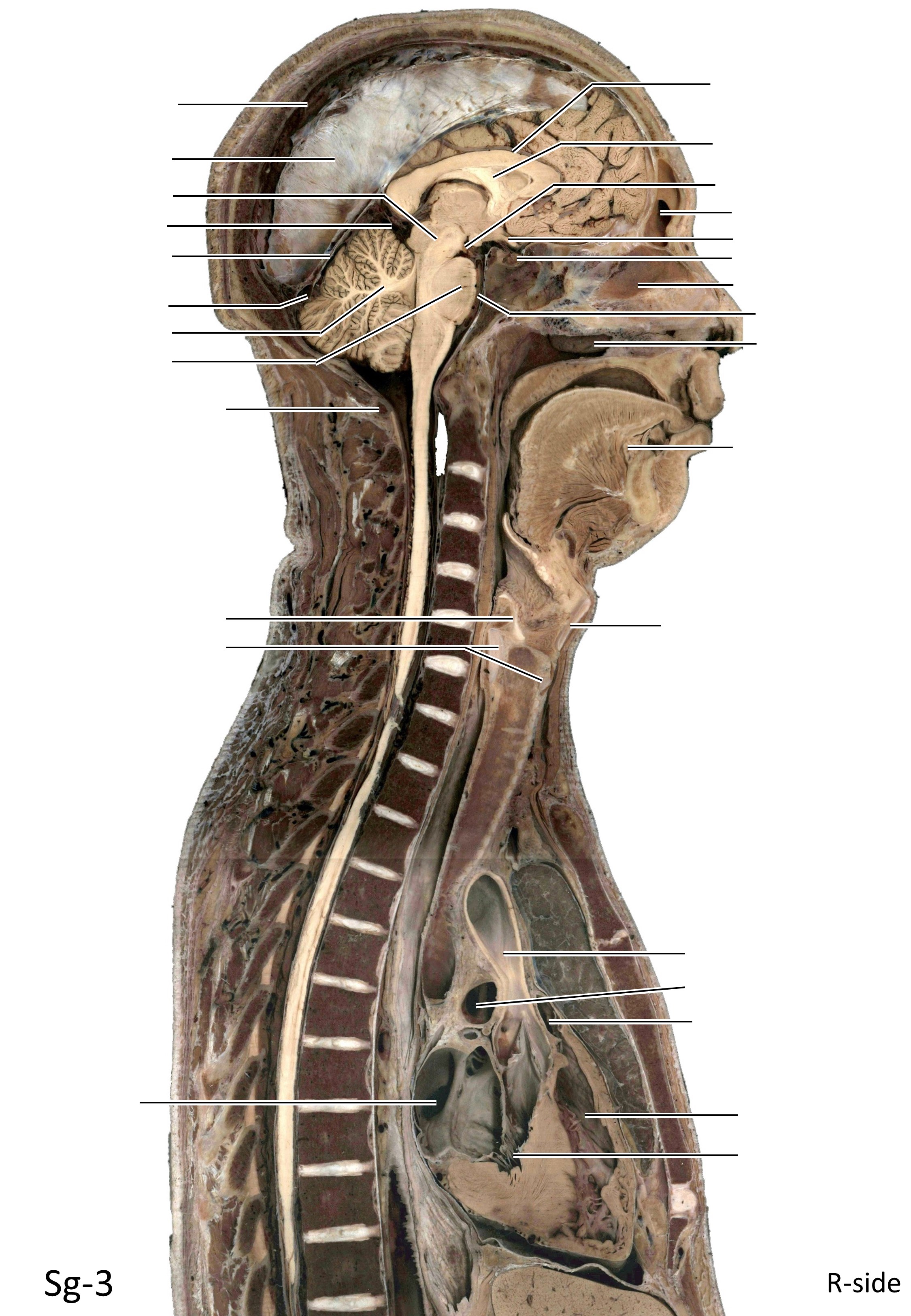 KMU Anatomy Sections