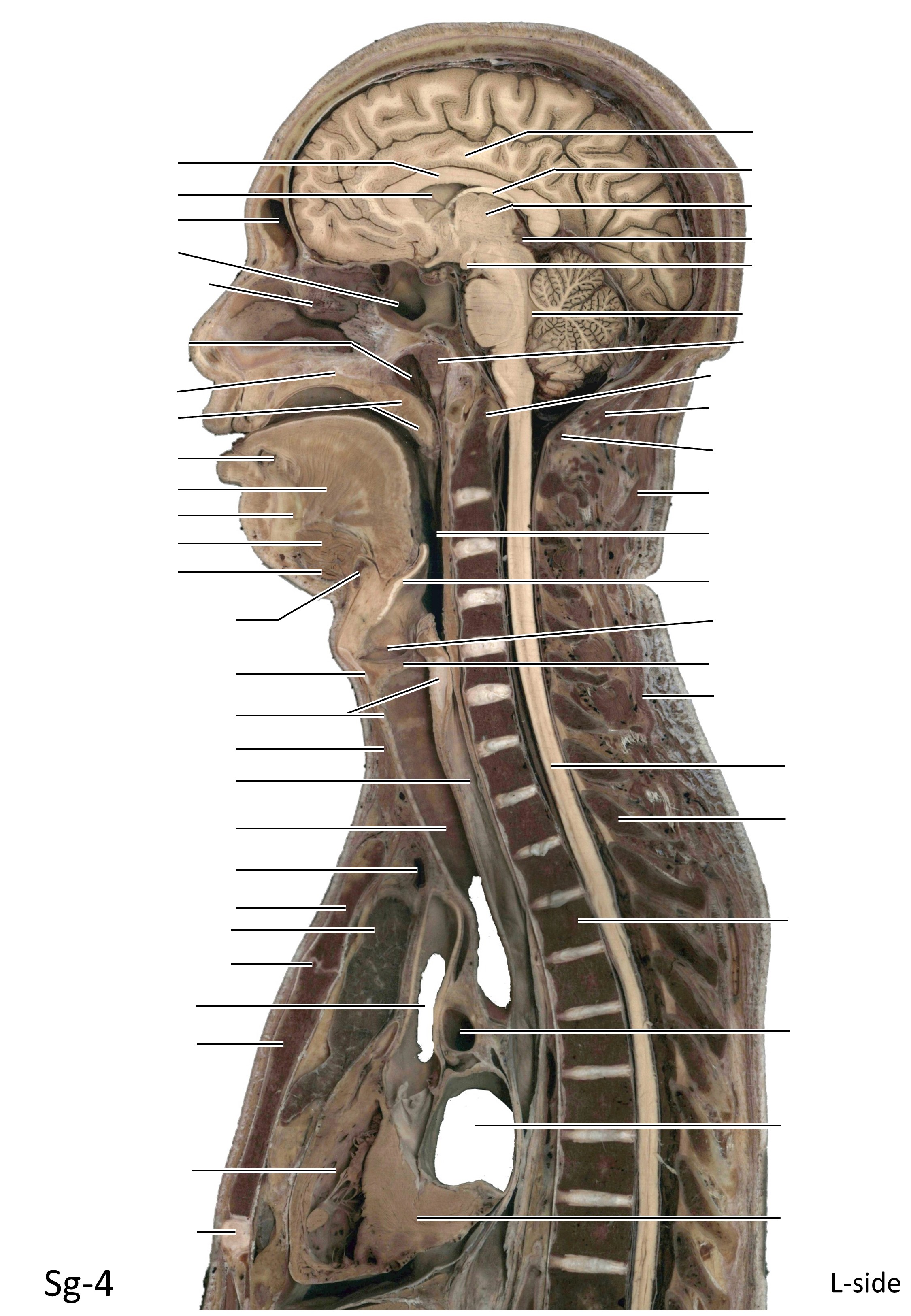 KMU Anatomy Sections