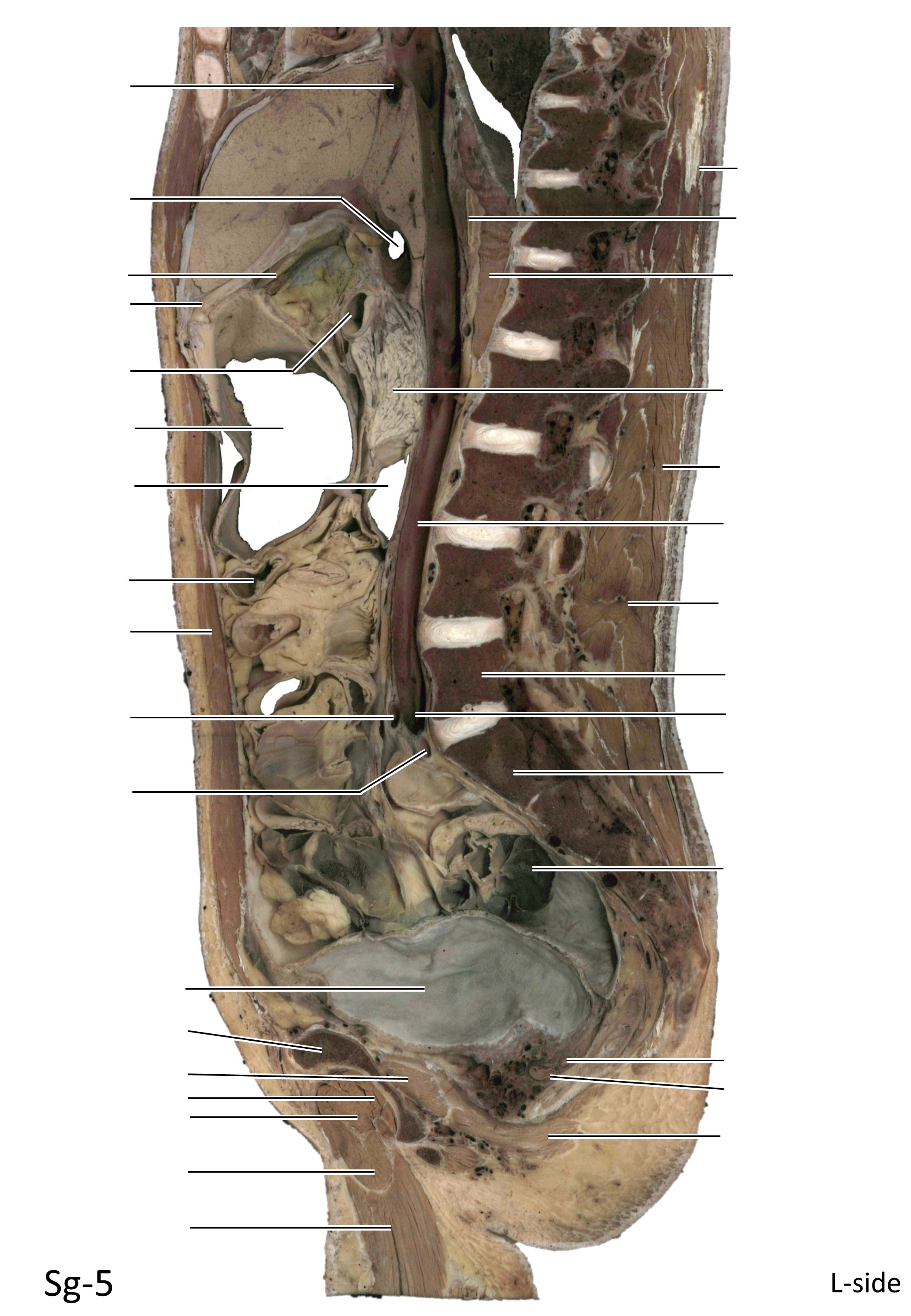 KMU Anatomy Sections